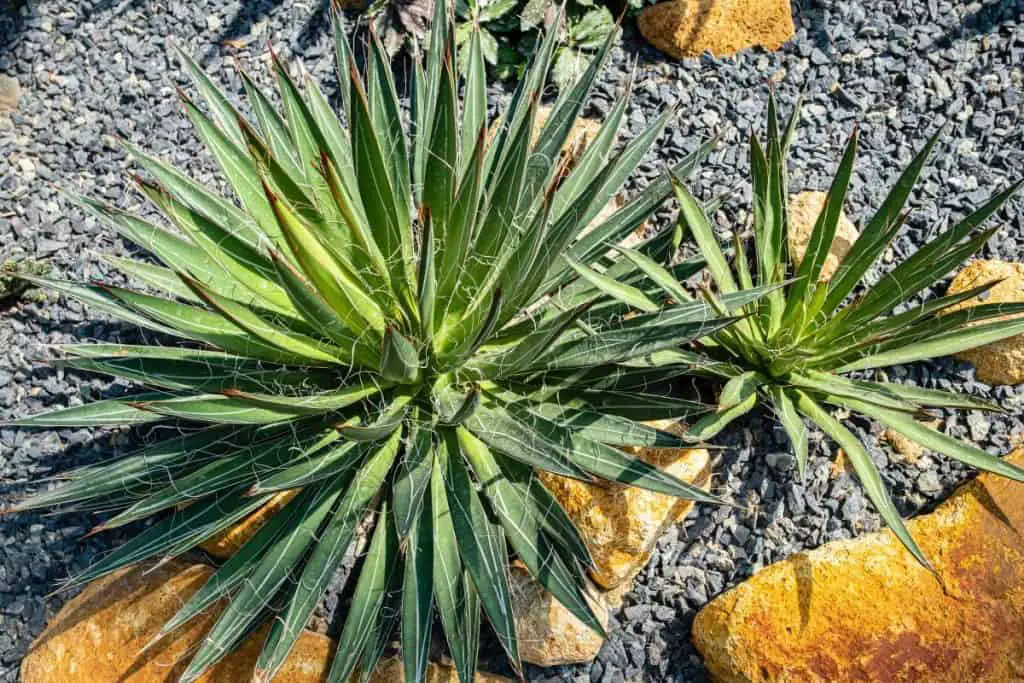Difference Between A Yucca And A Yuca Luva Yucca